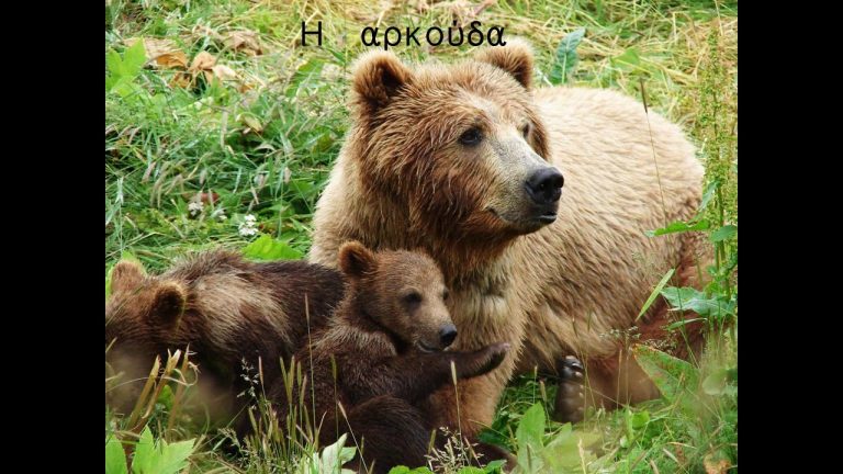 ΧΑΛΑΡΩΤΙΚΗ ΜΟΥΣΙΚΗ – ΤΑ ΖΩΑ ΤΟΥ ΔΑΣΟΥΣ