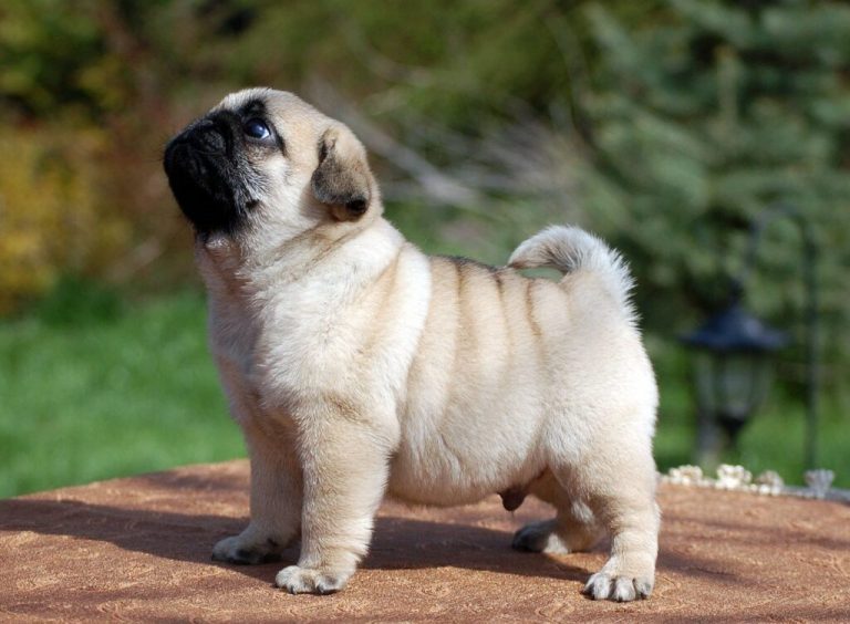 Παγκ!!🐶 | Andriana's blog
