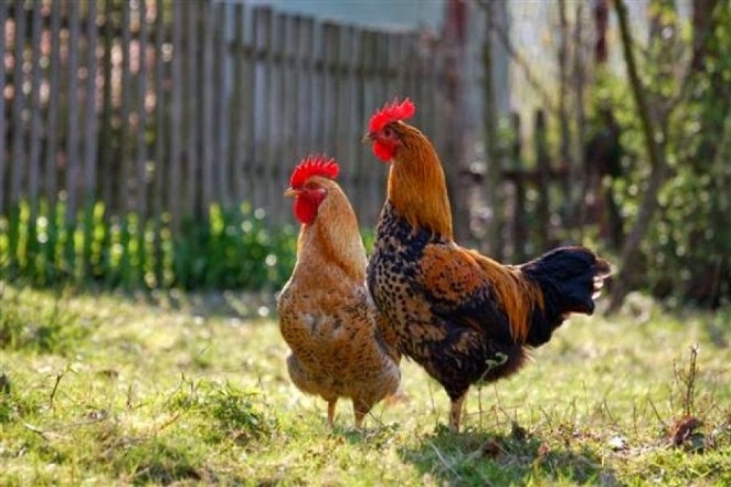 Γνωριμία με τα πουλιά – 2ο ΝΗΠΙΑΓΩΓΕΙΟ ΑΓ. ΝΙΚΟΛΑΟΥ