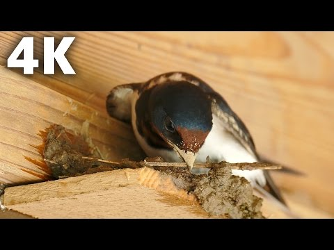 Γνωριμία με τα πουλιά – 2ο ΝΗΠΙΑΓΩΓΕΙΟ ΑΓ. ΝΙΚΟΛΑΟΥ