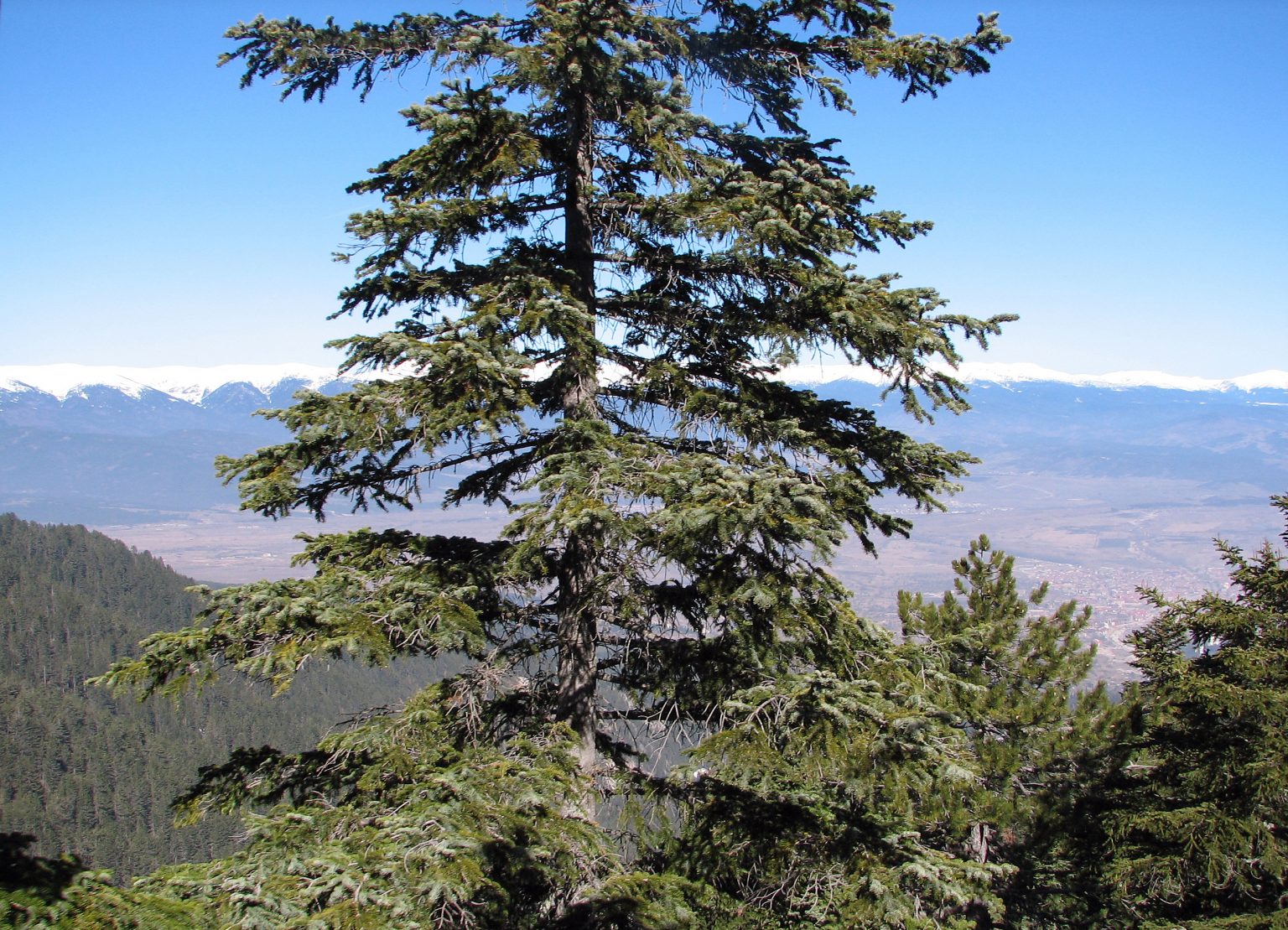 Greek National Forest Parks – Class E1