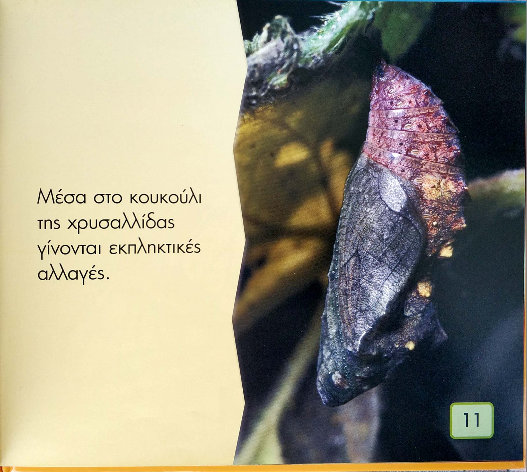 Η πεταλούδα – Νηπιαγωγείο