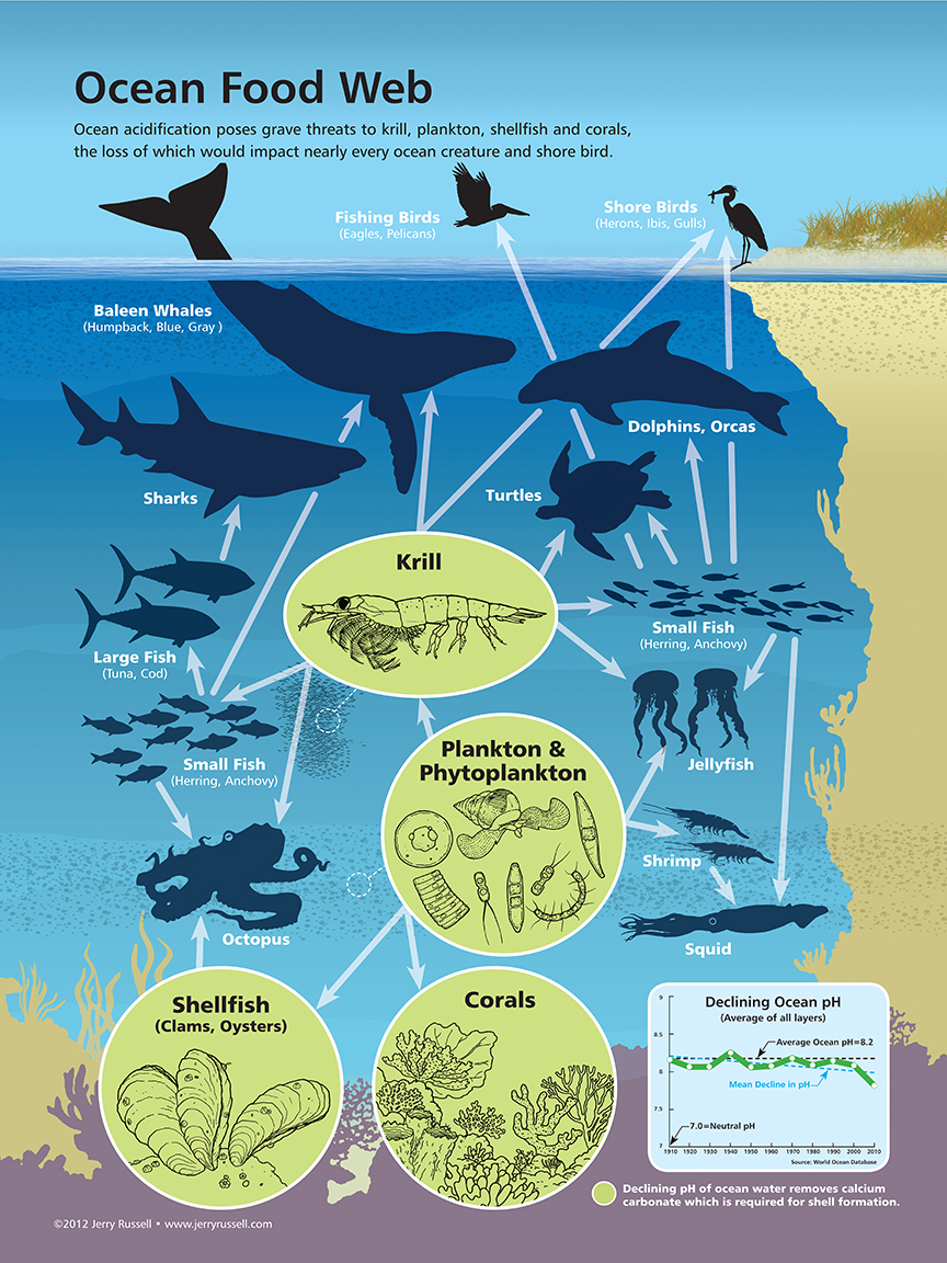 Ocean food chain – Class C