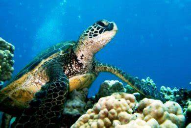 Η χελώνα της Μεσογείου Caretta . caretta – Όμιλος 26ου Πειραματικού ...