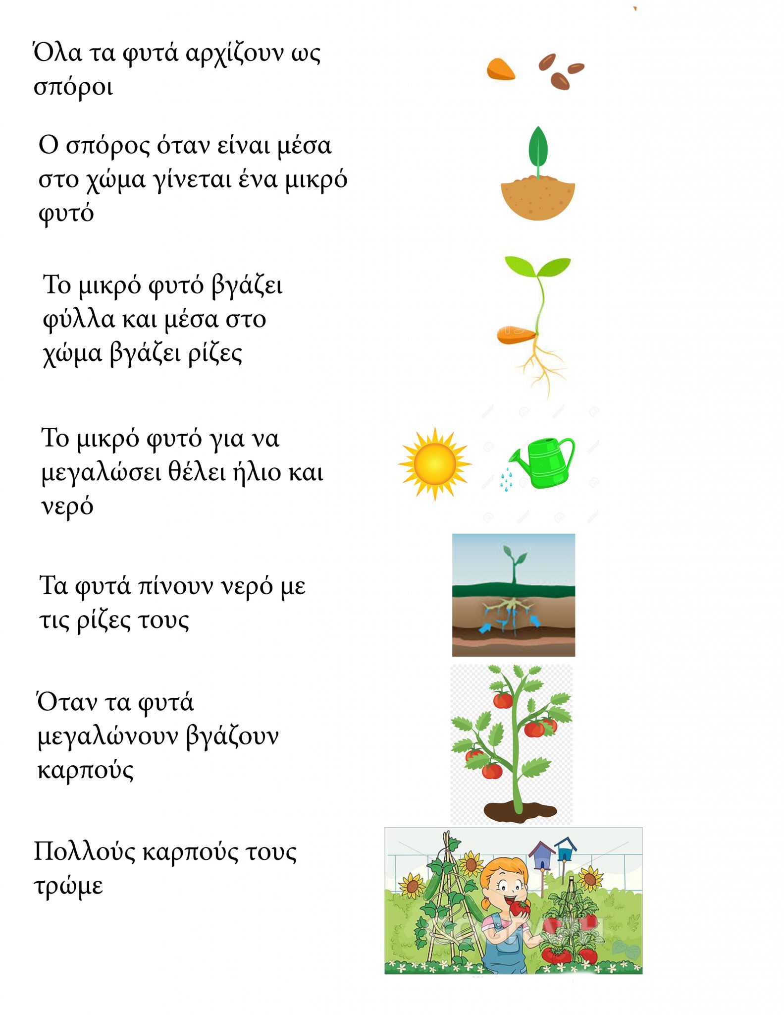 Ανάπτυξη φυτών – Ε.Ε.Ε.ΕΚ. ΚΑΛΛΙΘΕΑΣ