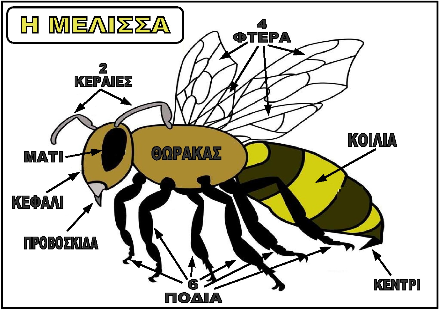 Η ΦΥΣΗ ΕΙΝΑΙ ΤΟ ΣΠΙΤΙ ΜΑΣ – ΟΙΚΟΣΥΣΤΗΜΑΤΑ – ΤΟ ΙΣΤΟΛΟΓΙΟ ΤΟΥ Δ2