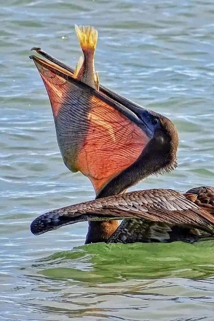A wonderful bird is the pelican – C Class