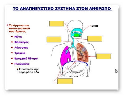 ΤΟ ΑΝΑΠΝΕΥΣΤΙΚΟ ΣΥΣΤΗΜΑ ΦΕ1: Η ΑΝΑΠΝΟΗ – ΣΤ΄ ΔΗΜΟΤΙΚΟΥ “ΕΛΠΙΔΑ”