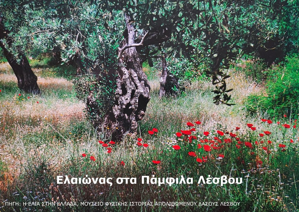 ΕΟΡΤΑΣΜΟΣ ΣΗΜΑΝΤΙΚΩΝ ΗΜΕΡΩΝ – Λ.Α.Δ.Ι. (Λιόδεντρα-Αιωνόβια-Διαχρονικής ...